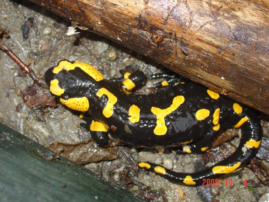 pjegavi-dazdevnjak_Salamandra-salamandra – Park prirode Medvednica ...